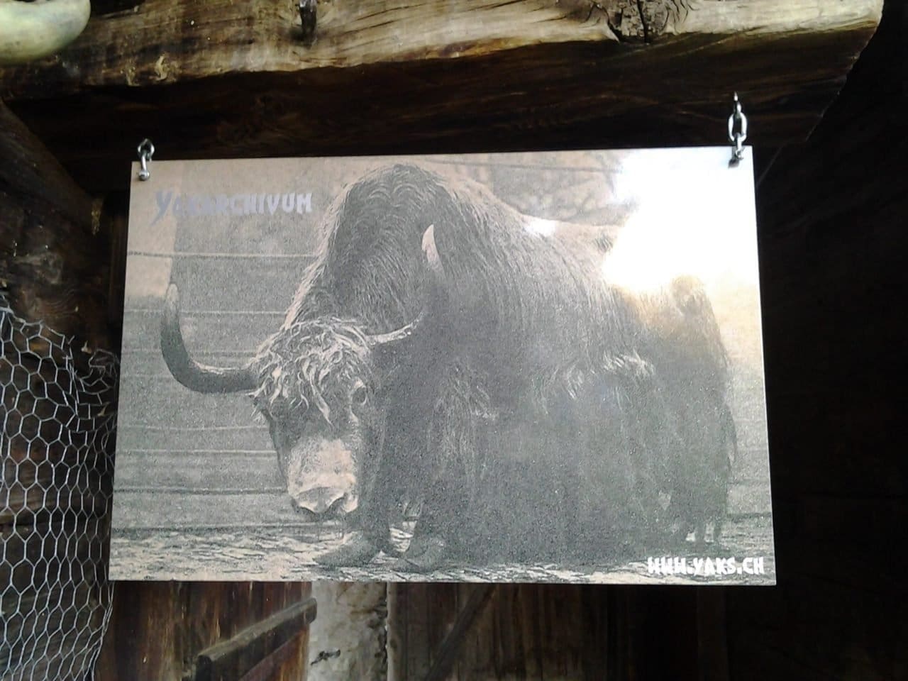 Musée des Yaks | Schweizer Yakzucht-Verein