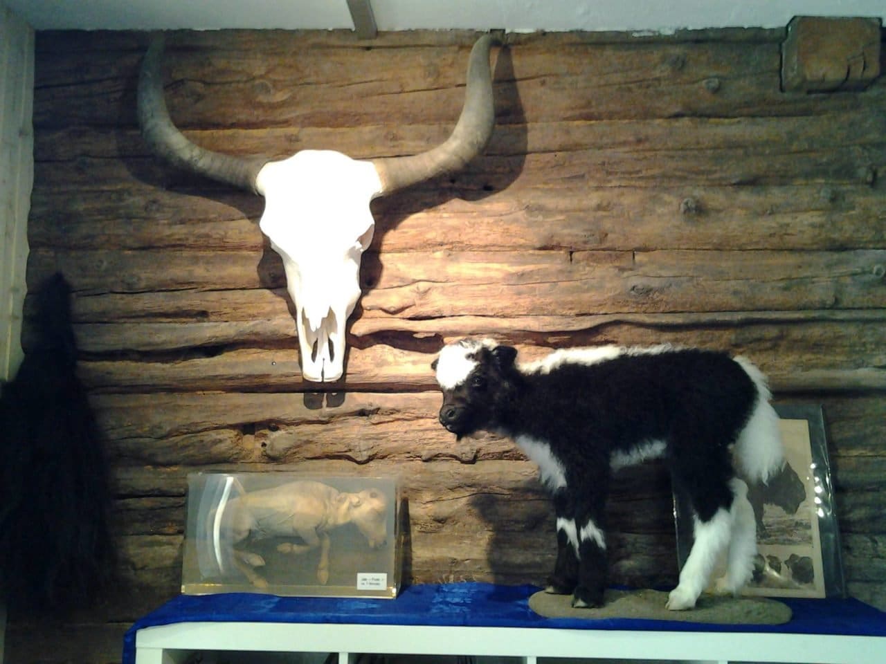 Yakmuseum | Schweizer Yakzucht-Verein